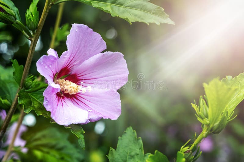 Pink Hibiscus in the Garden among Greenery in the Sun S Rays Stock ...