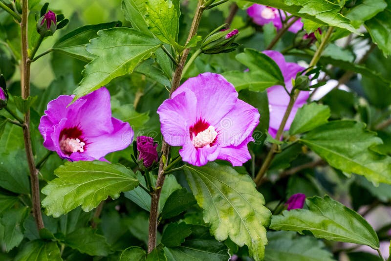Pink Hibiscus and Green Leaves on the Bushes_ Stock Image - Image of ...