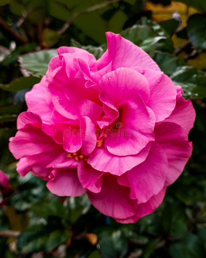 Pink Hibiscus in the Morning Sun Stock Image - Image of hibiscus, pink ...