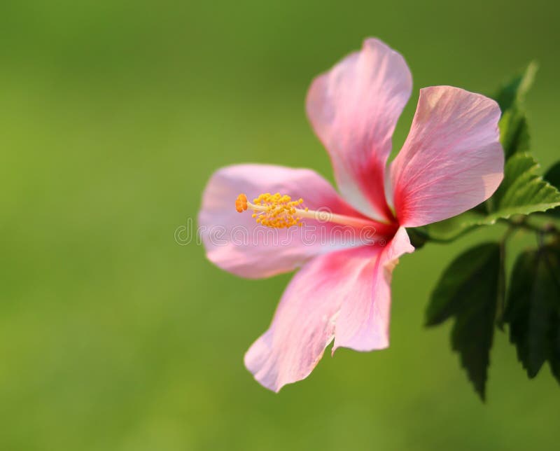 Pink hibiscus stock photo. Image of close, hibiscus, color - 52422440