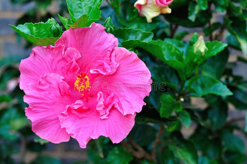Pink Hibiscus stock photo. Image of life, island, aloha - 48574600