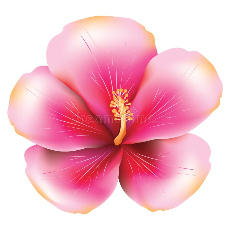 Set of Hibiscus stock vector. Illustration of pink, mesh - 32421946