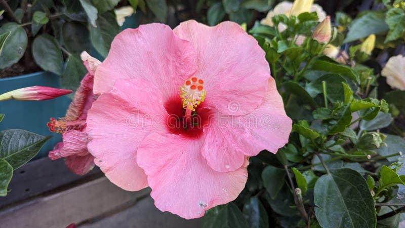 Pink Hibiscus Solo Flower Closeup View Stock Image - Image of produce ...