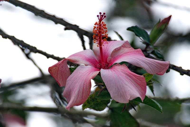 Pink hibiscus on a tree stock image. Image of flowers - 158891599