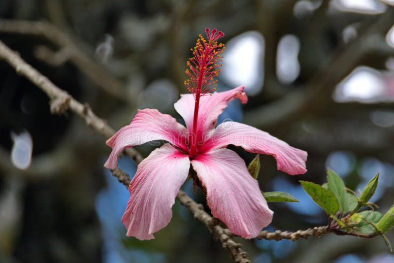 Pink hibiscus on a tree stock photo. Image of south - 158891602