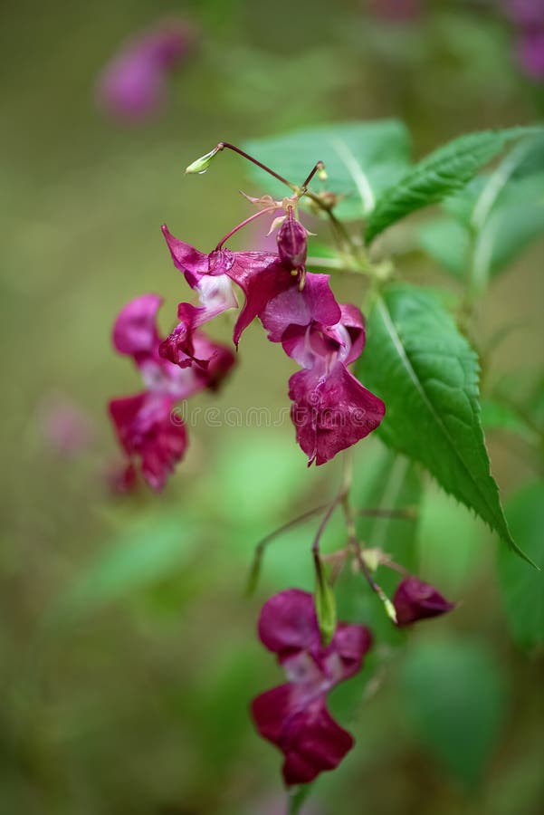 Pink Himalayan Balsam Flower Close Up Stock Photo - Image of close ...