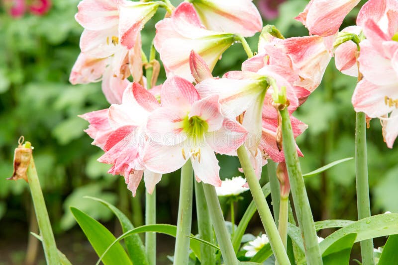 Pink Hippeastrum flower stock photo. Image of flower - 87331654