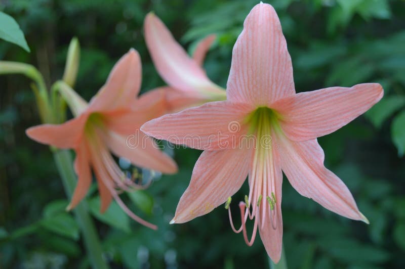Pink Hippeastrum Flower, Hippeastrum Sp. Stock Image - Image of nature ...