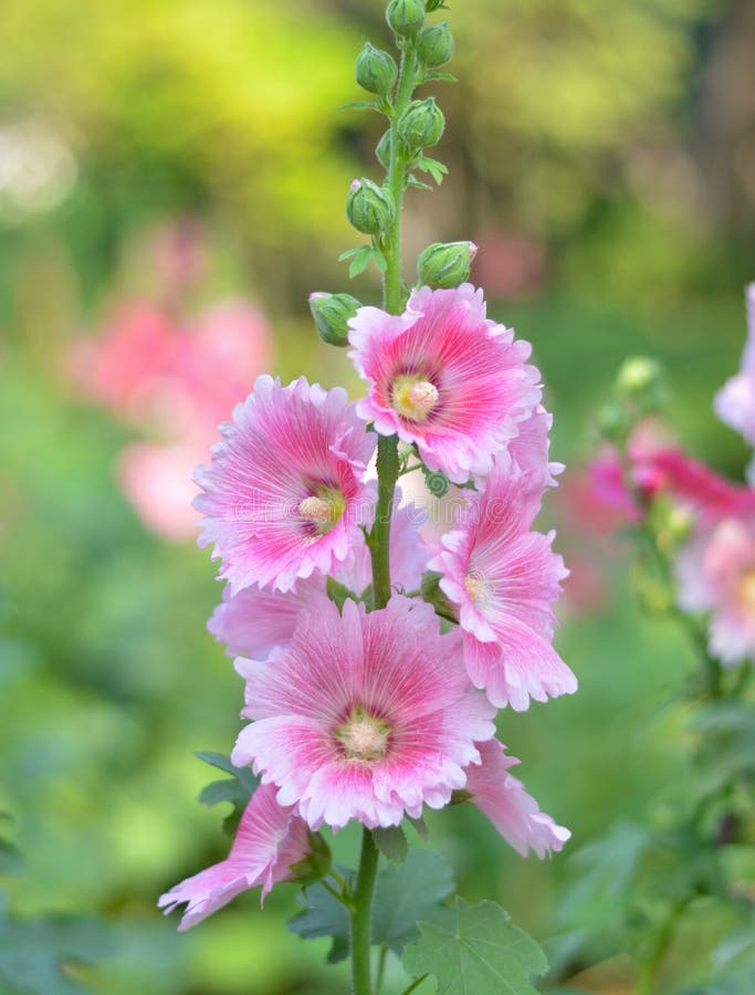 563 Hollyhock Tree Stock Photos - Free & Royalty-Free Stock Photos from ...