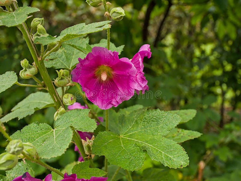 Pink Hollyhock Flower in the Park - Alcea Stock Image - Image of mallow ...