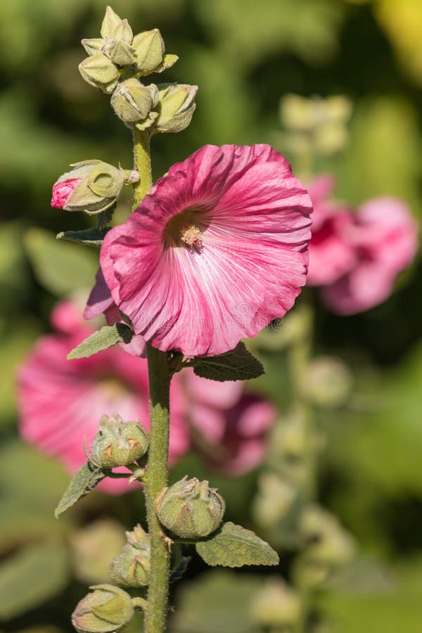 Pink hollyhock flowers stock photo. Image of hollyhock - 68138980