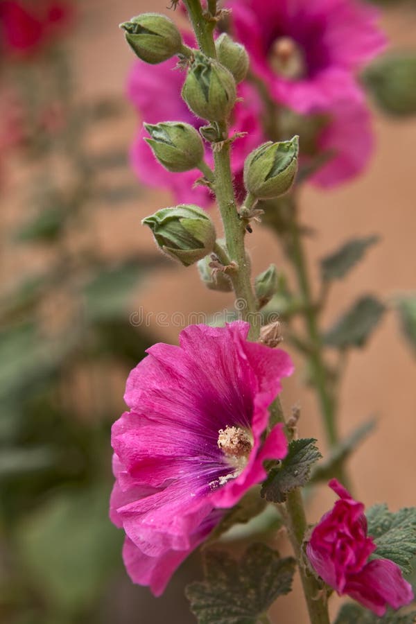Pink hollyhocks stock image. Image of beauty, summer - 14858343