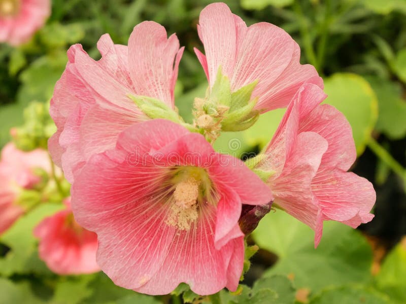 Pink Hollyhocks Flowers in the Garden Stock Photo - Image of hollyhock ...