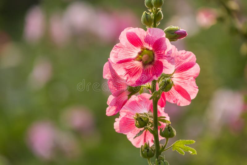 The Pink Hollyhocks stock image. Image of plant, season - 113578445