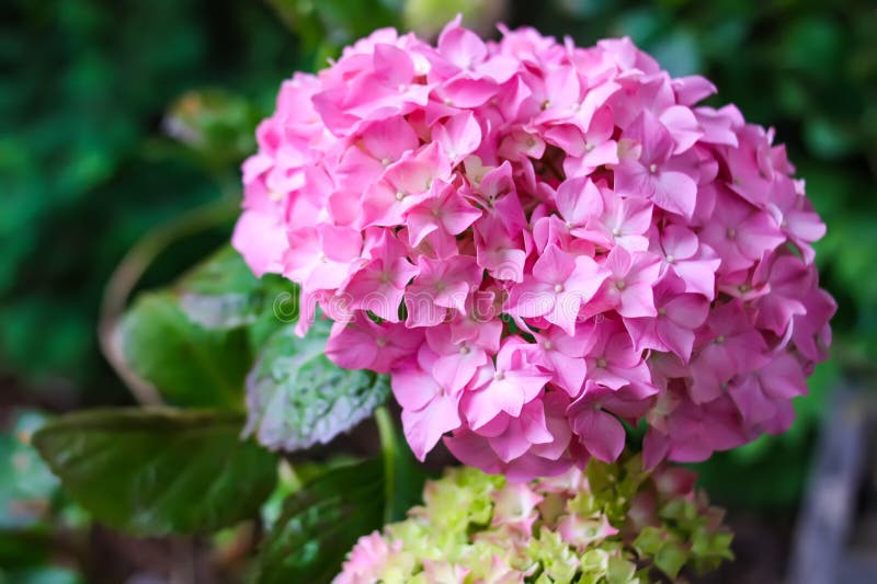 Pink Hortensia Floral Background. Hydrangea Plant Stock Photo - Image ...