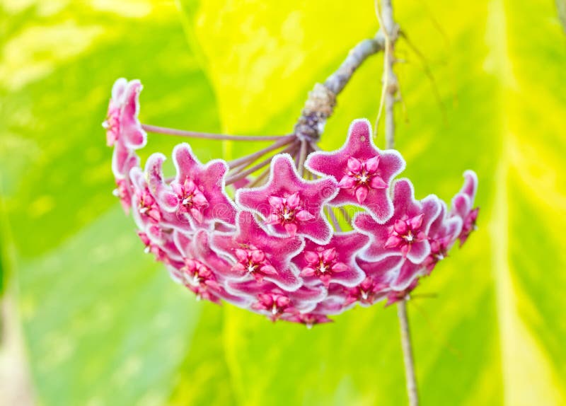 Pink hoya flowers. stock photo. Image of green, blooming - 30828180