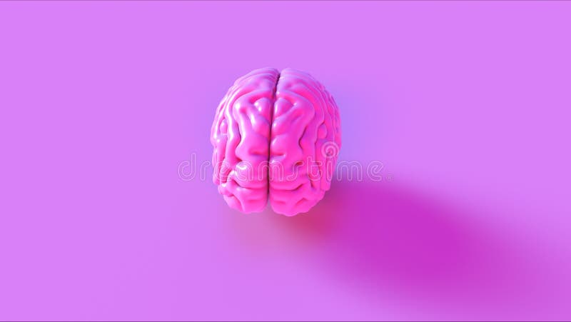Pink Human Brain Anatomical Model Stock Illustration - Illustration of ...