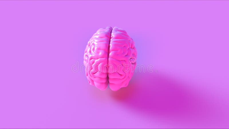 Pink Human Brain Anatomical Model Stock Illustration - Illustration of ...