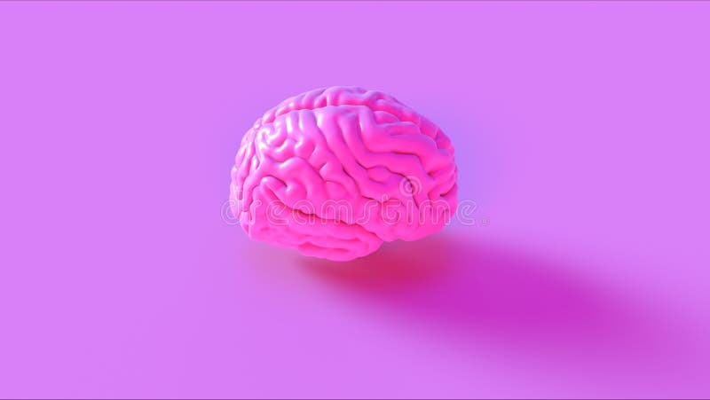 Pink Human Brain Anatomical Model Stock Illustration - Illustration of ...