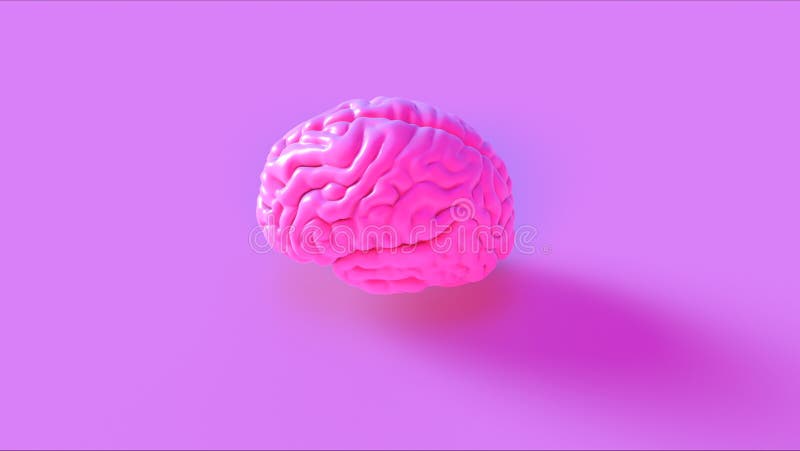 Pink Human Brain Anatomical Model Stock Illustration - Illustration of ...