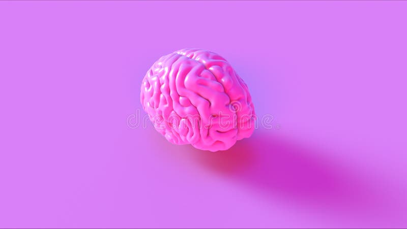 Pink Human Brain Anatomical Model Stock Illustration - Illustration of ...