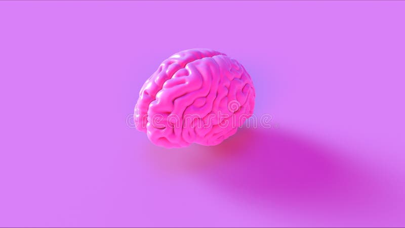 Pink Human Brain Anatomical Model Stock Illustration - Illustration of ...