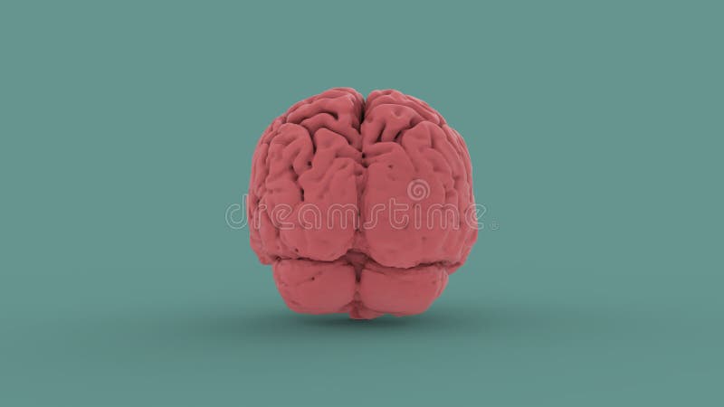 Brain Anatomy Back View Stock Illustrations – 164 Brain Anatomy Back ...