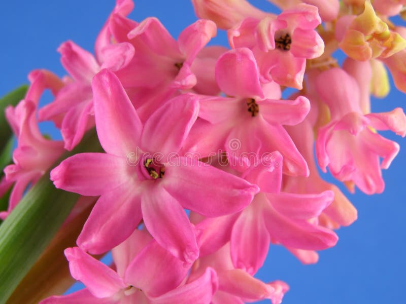 Pink hyacinth stock image. Image of graphic, detail, botany - 1757099