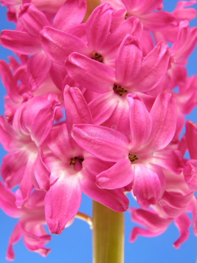 Pink hyacinth stock photo. Image of garden, clear, diagonal - 1757114