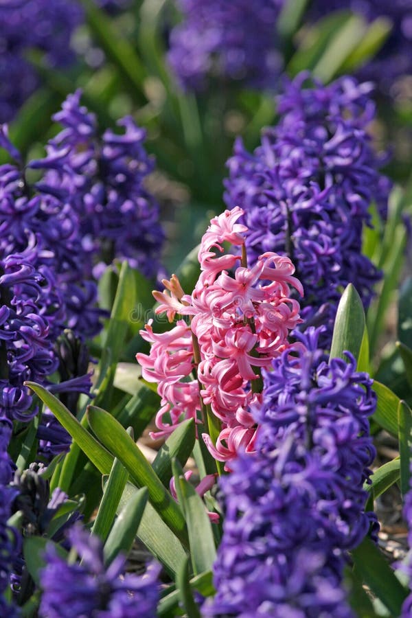 Pink hyacinth stock photo. Image of flowers, season, color - 2193412