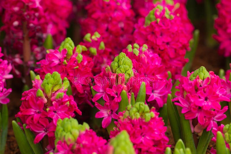 Pink Hyacinth stock photo. Image of horticulture, beauty - 28515578