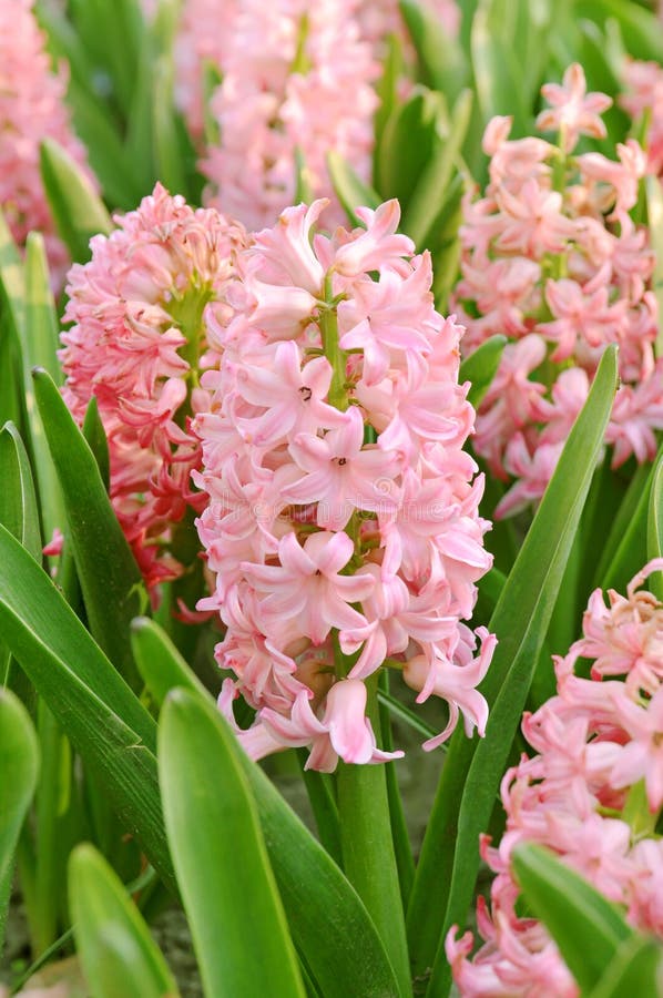 Purple and Pink Hyacinth stock photo. Image of purple, northampton - 101016
