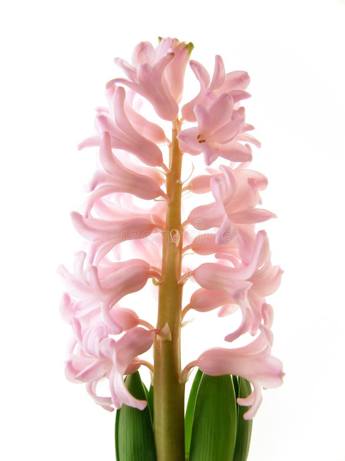 Pink hyacinth stock image. Image of botanical, botany - 3973713