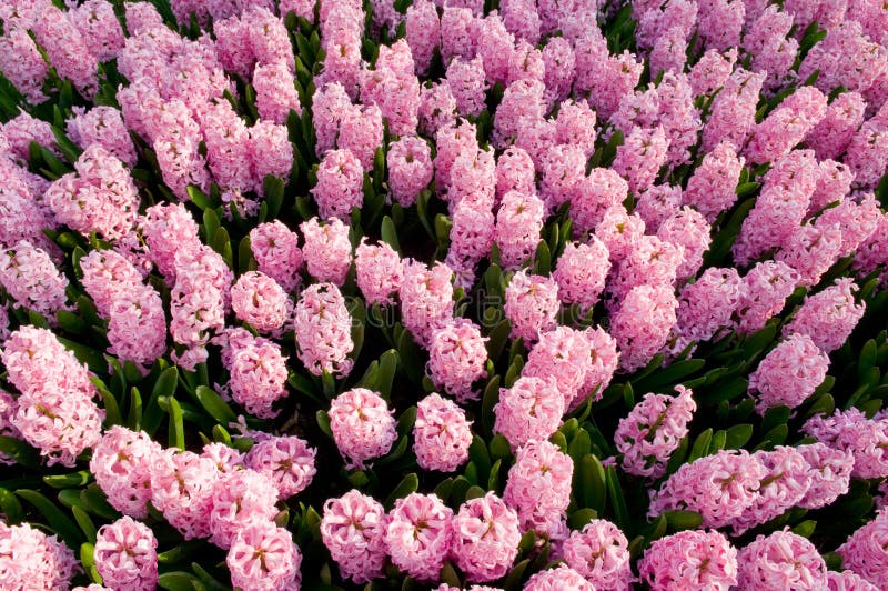 Pink hyacinth stock photo. Image of colorful, green, garden - 9104218