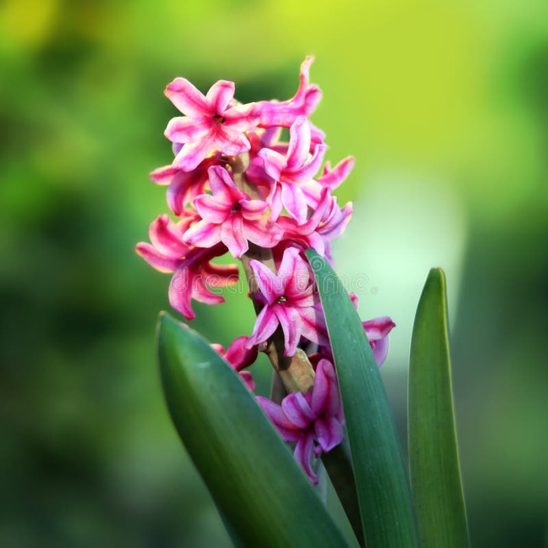 Pink hyacinth flowers stock image. Image of beauty, fresh - 111266259