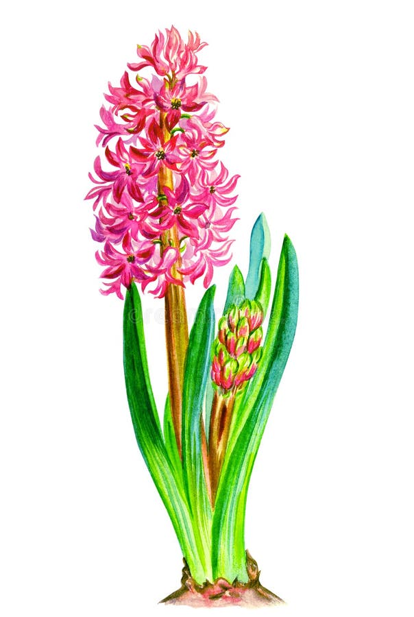 Pink Hyacinth Watercolor Painting Stock Illustrations – 154 Pink ...