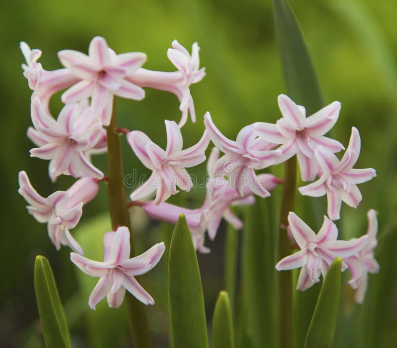 Hyacinth closeup stock image. Image of blooming, flora - 4889683