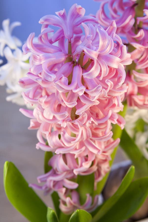 Pink hyacinth for Easter stock photo. Image of single - 31152840