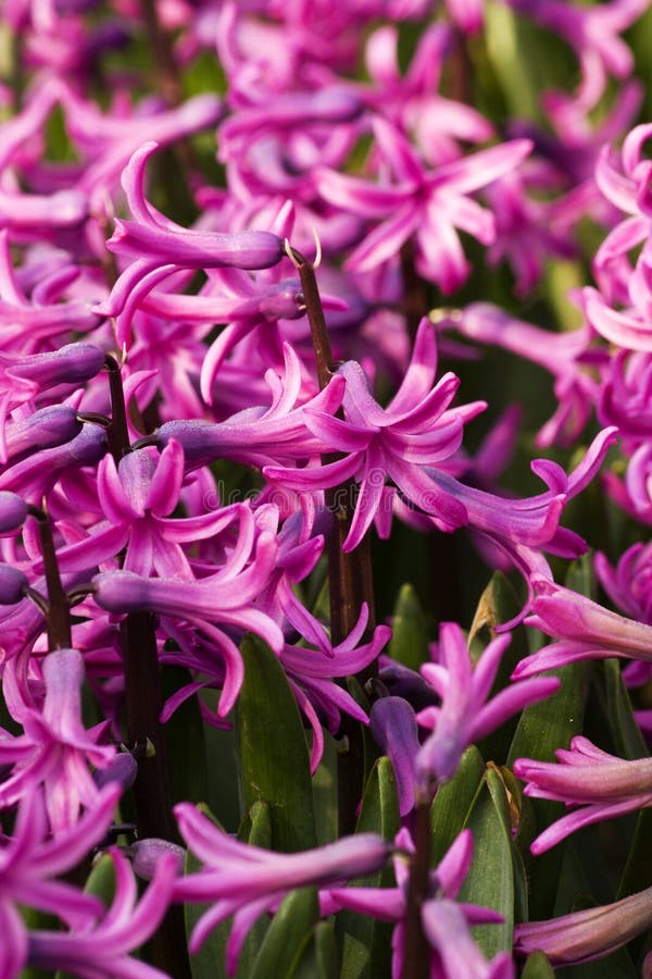 Pink hyacinth stock photo. Image of copy, bulb, freshness - 69509150