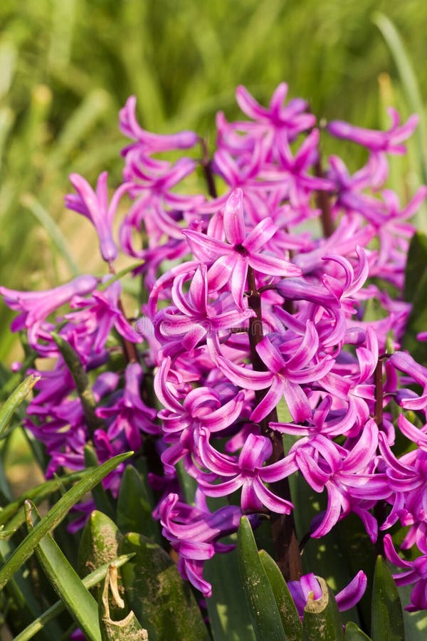 Pink hyacinth stock photo. Image of background, arrangement - 69509182