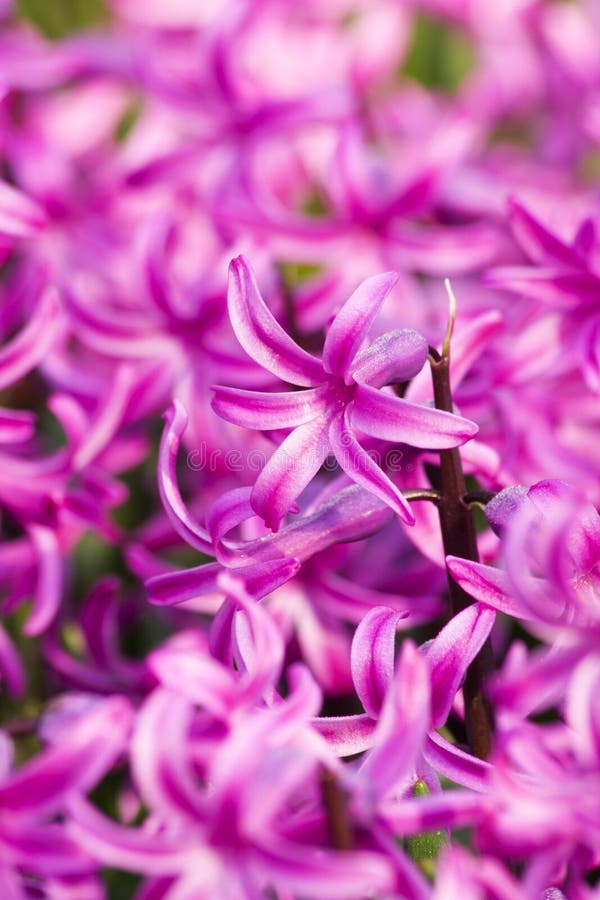 Pink hyacinth stock image. Image of easter, color, blooming - 69509217