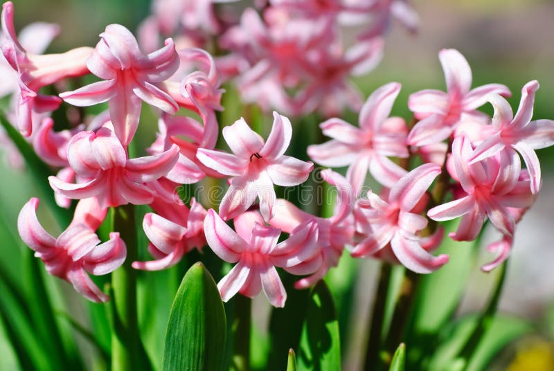 Pink hyacinth flowers stock photo. Image of blossom, oriental - 18930700