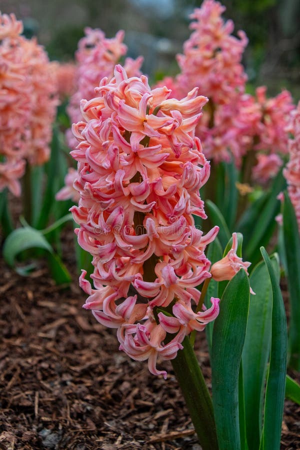 Pink hyacinth flowers stock image. Image of colorful - 144440889