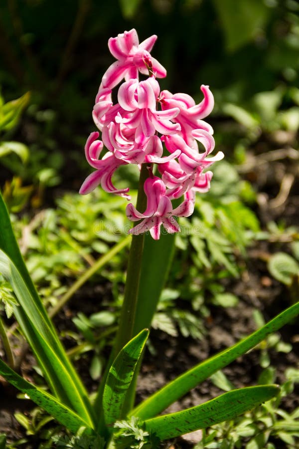 Pink hyacinth in garden stock image. Image of nature - 205213985