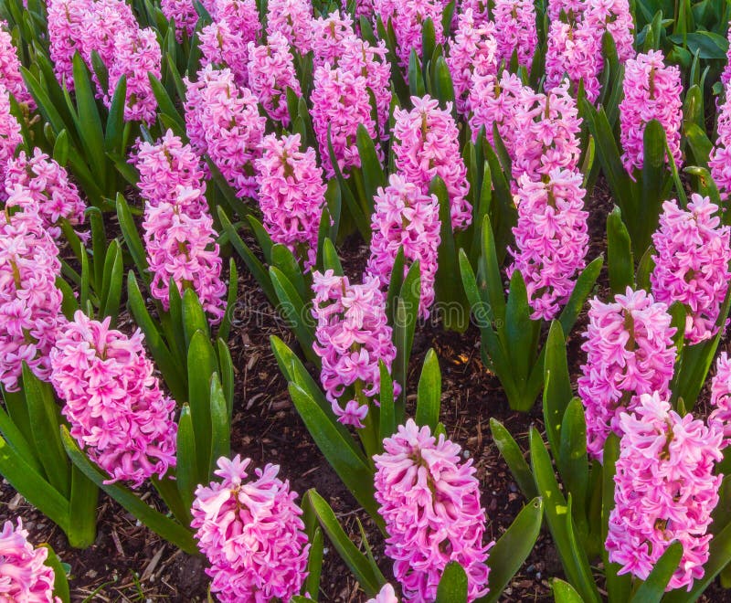 38,898 Garden Hyacinth Stock Photos - Free & Royalty-Free Stock Photos ...