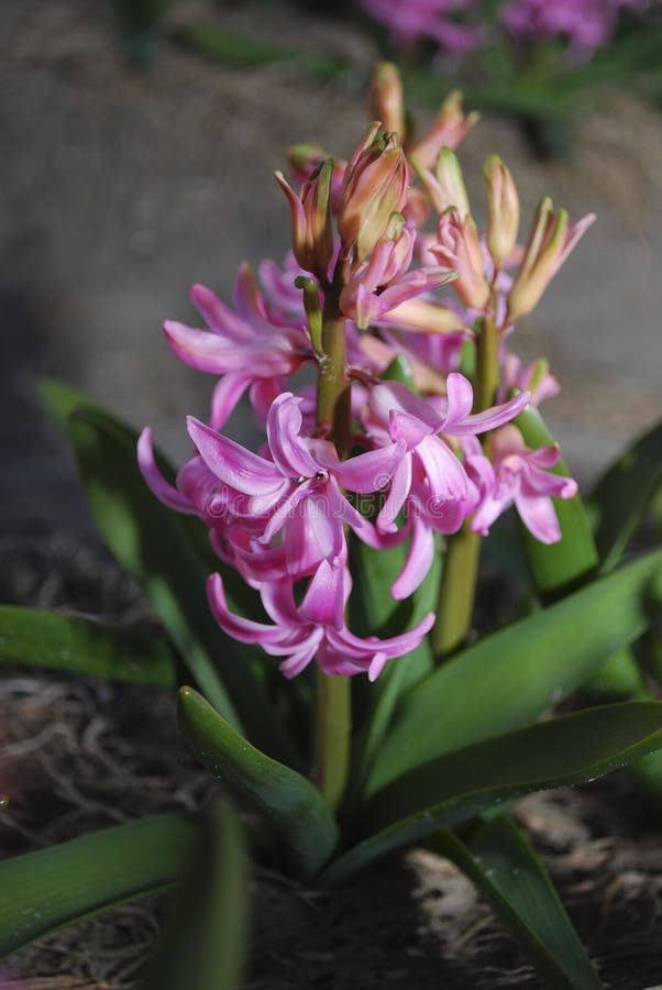 Pink Hyacinth Hyacinthus. stock photo. Image of grow - 90207548
