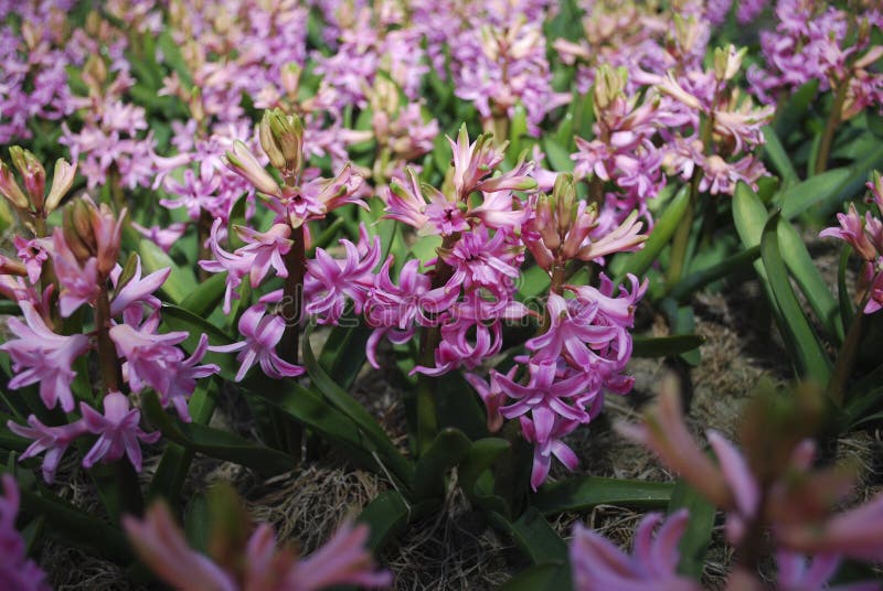 Pink Hyacinth Hyacinthus. stock photo. Image of garden - 90207744