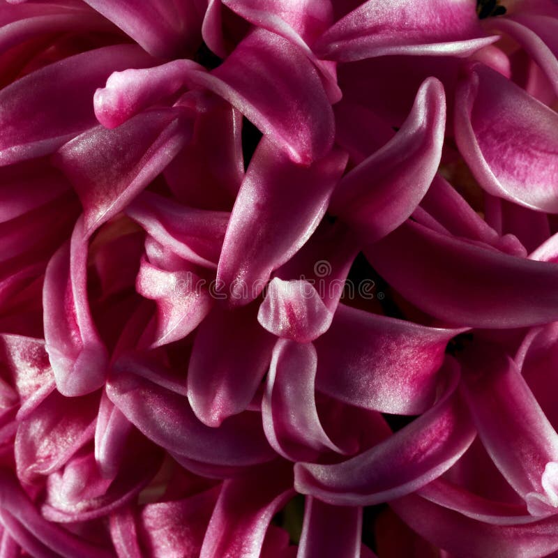 356 Pink Hyacinth Jacinth Flower Stock Photos - Free & Royalty-Free ...