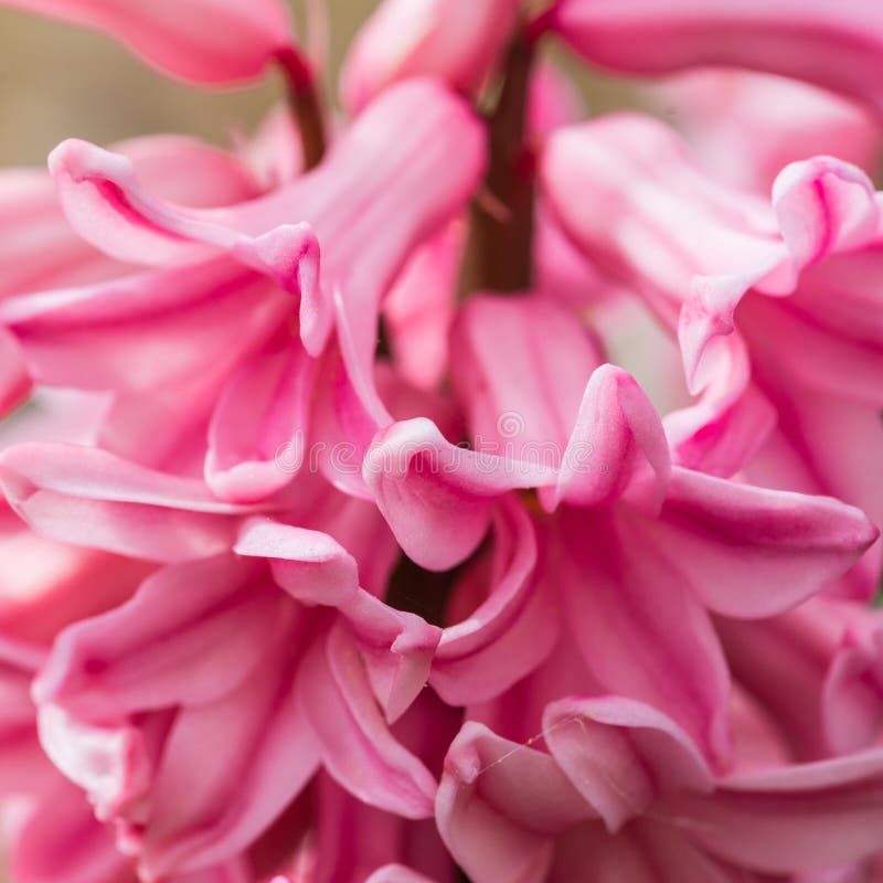 Pink Hyacinth stock photo. Image of spring, springtime - 39581646