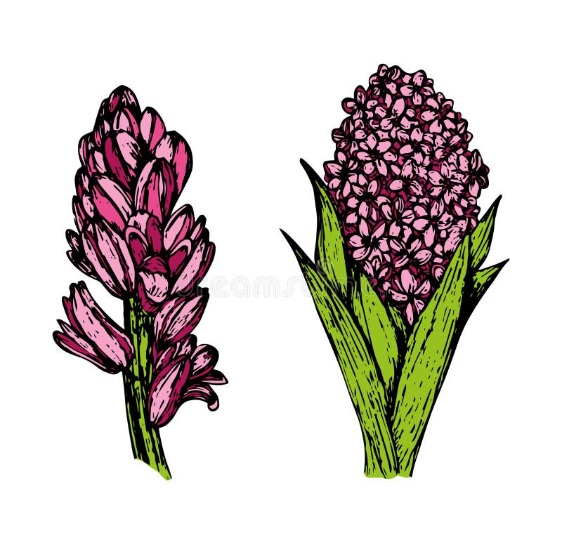 Pink hyacinth two stock illustration. Illustration of sketch - 154538621